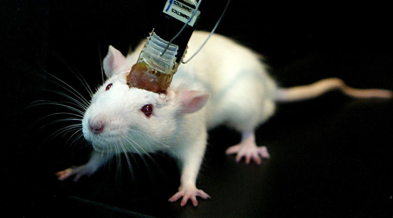 Scientists wirelessly control mice with brain implant (VIDEO) — RT America