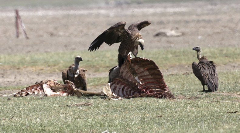 Ever wondered what it’s like being eaten by vultures? This video shows ...