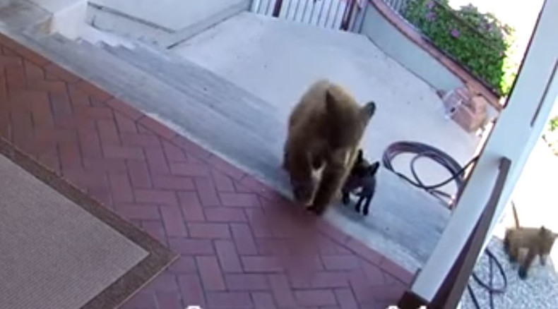 Super pup: Small dog attacks two intruding bears & chases them away ...