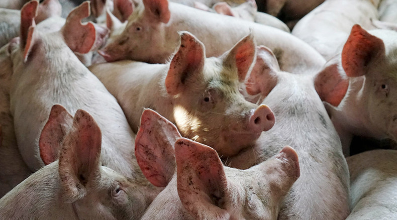 Pigs get closer to becoming organ donors for humans after new gene ...