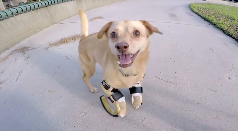 Give me a leg-up! Prosthetic limbs give dog new lease of life (VIDEO ...