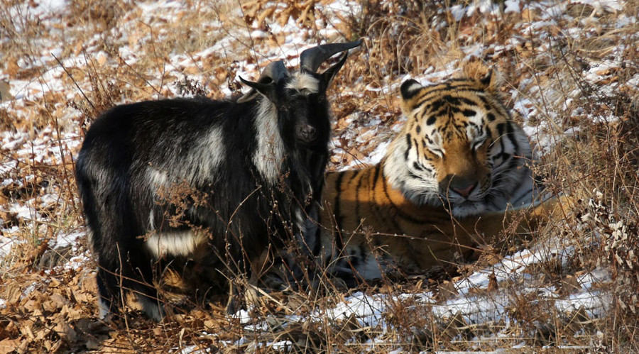 New movie stars? Tiger & goat pals in Russian safari park to be filmed ...
