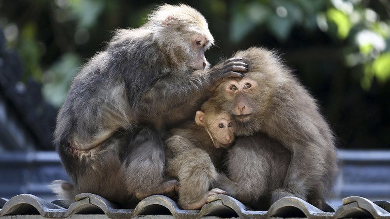 China develops autistic monkeys in hope of finding cure for disorder ...