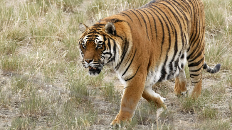 Here, fluffy! Lions, cobras & crocs among 100s of dangerous animals ...