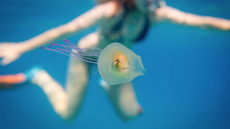 Amazing underwater images show little fish trapped alive inside ...