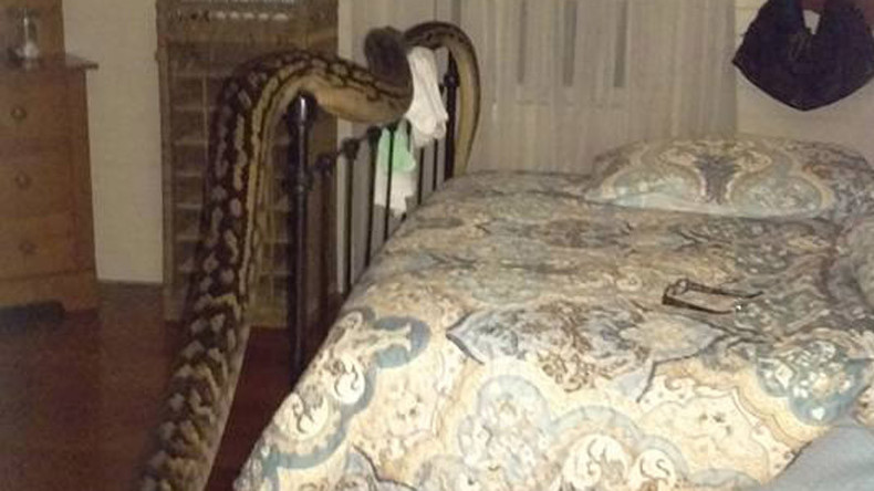 Aussie woman wakes up to 5-meter python in bedroom (VIDEO) — RT Viral