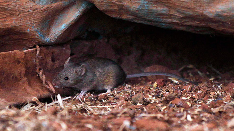 ‘Super tough’ mice could stalk London Underground’s night trains — RT UK