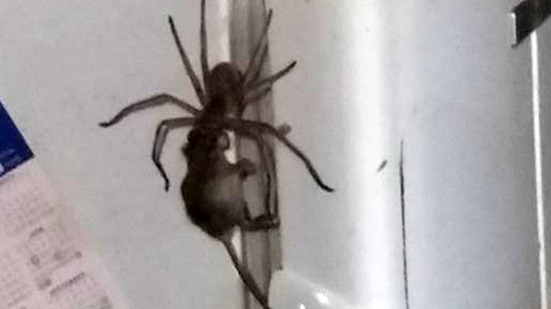 Enormous spider drags mouse by its head in skin-crawling clip (VIDEO ...