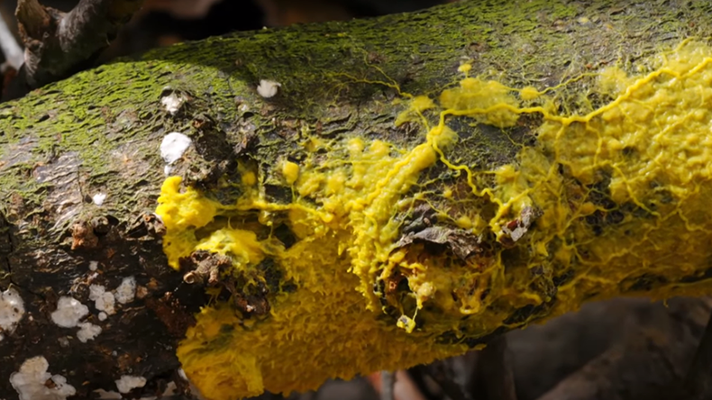Yellow slime mold caught feeding on its prey in fascinating timelapse ...