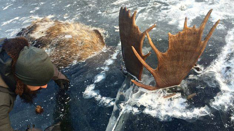 Man Finds 2 Moose Frozen Mid Fight In Alaskan River Photos — Rt Viral