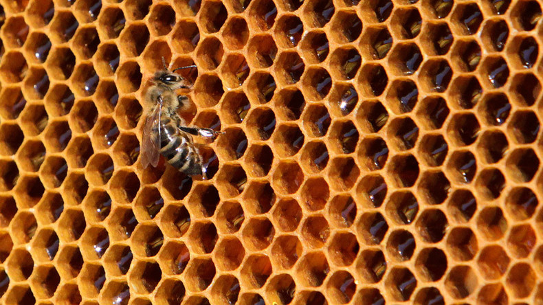 300,000+ honey bees die in mysterious hives attack, poison suspected ...