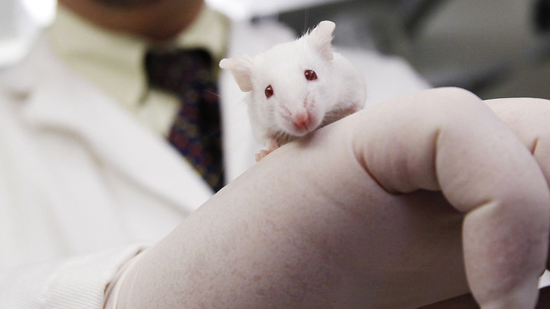 Rat-mouse interspecies transplant brings hope human organs could be ...