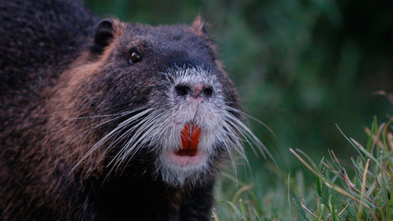South Korea demands public kill river rats on sight, not eat them — RT ...
