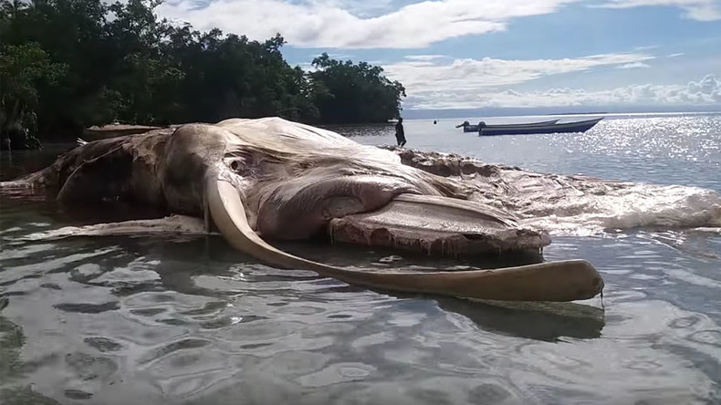 Enormous ‘sea monster’ washed up on Indonesian coast identified by ...