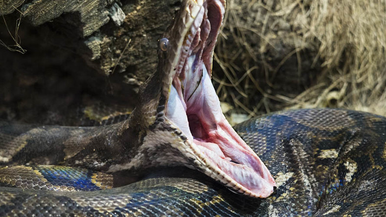 Florida's python hunters catch a monster in the Everglades (VIDEOS ...