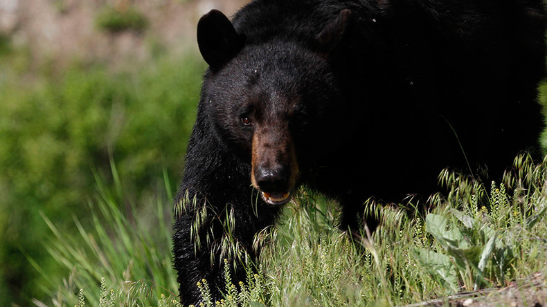 16yo texted mother moments before being mauled to death by black bear ...