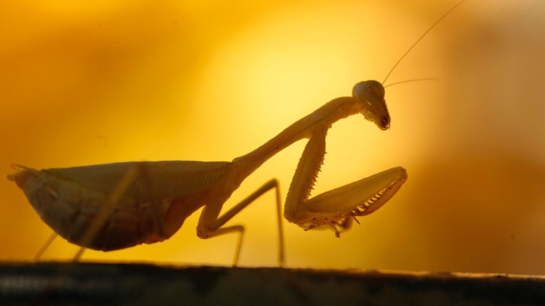 Praying mantises devour birds they killed & mate at the same time ...