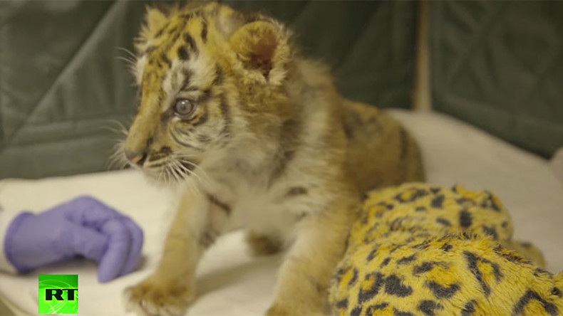 Rescued Bengal tiger cub given new home in San Diego zoo (VIDEO) — RT ...