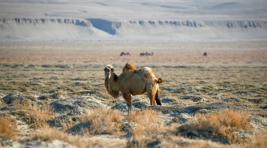 This camel’s got the hump and holding up traffic on an Irish road ...