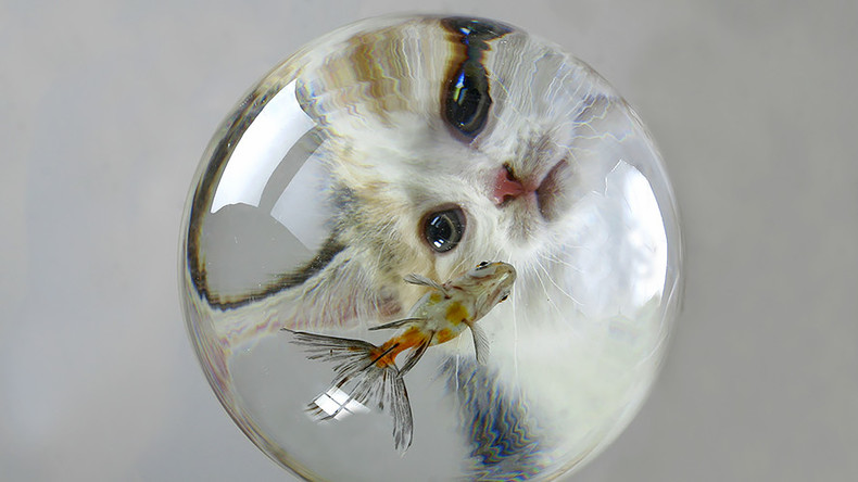 Ig Nobel prize 2017: Cats are liquid, Didgeridoos for snoring & gender ...