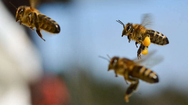 ‘Gigantic mob’ of bees attack in California, six people hospitalized ...