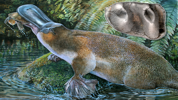 'Godzilla platypus' used to roam Australia waters, new fossil reveals ...