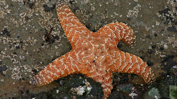 Star wasting syndrome: Deadly disease kills myriad starfish across US ...