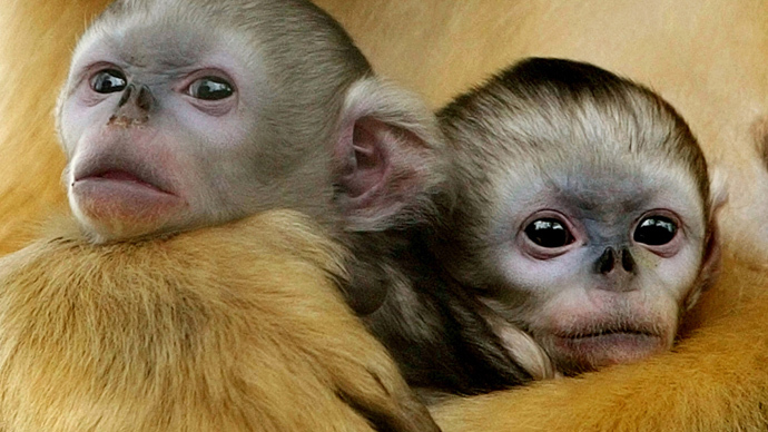 First custom monkeys created through precision genetic manipulation ...
