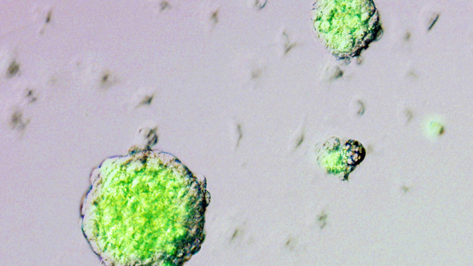 Novedades en el caso de las células STAP | MarieCuriesNews