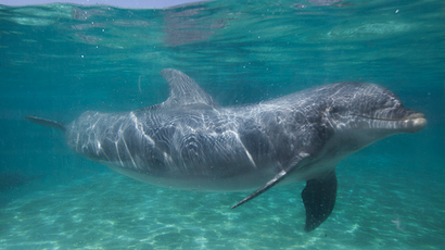 US Navy to deploy combat dolphins for Black Sea military drills ...