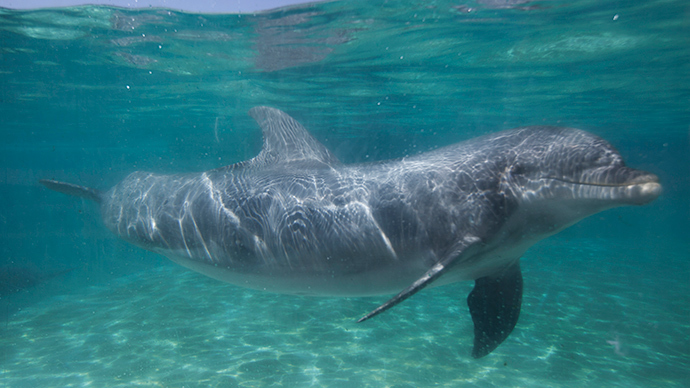 Diver defense: Crimean military dolphins now train with Russian Navy ...