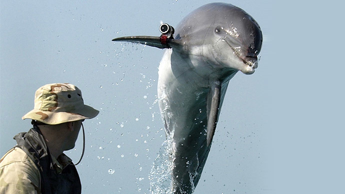 US Navy to deploy combat dolphins for Black Sea military drills ...