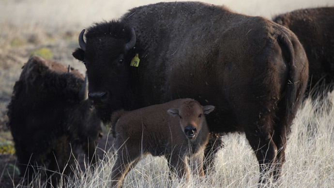 Buffalo Treaty: Native tribes sign bison revival plan in US and Canada ...