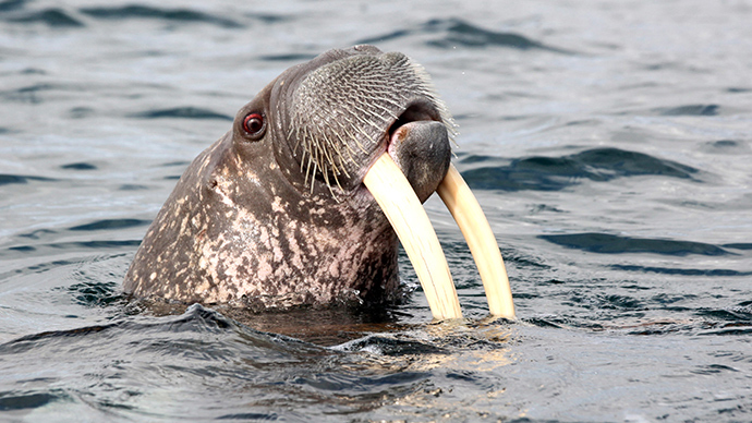166 climbing walruses fall to their deaths in Russia’s Chukotka — RT News