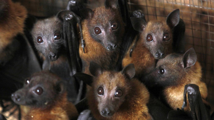 Villain or hero? Bats may be key to curing Ebola, scientists say — RT News