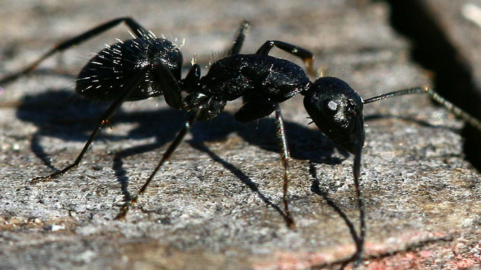 NYC litterbugs: Manhattan ants are hot dog fans, new report says — RT ...