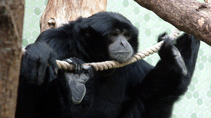 Auckland zookeepers euthanize celebrity TV gibbon — RT America