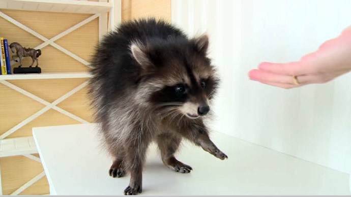 Fedor the pet raccoon takes Russian Instagram by storm (PHOTO, VIDEO ...