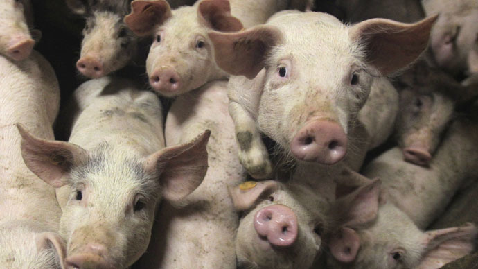 Pigs on the run: Truck with 2,200 piglets overturns in Ohio, hundreds ...