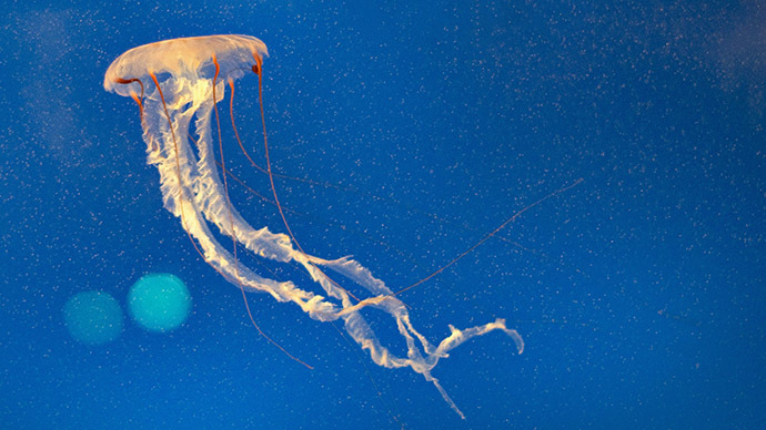‘Endless gravity’: Out-of-this-world VIDEO shows jellyfish fairy dance ...