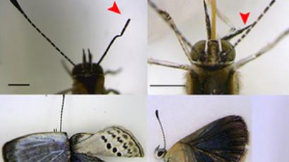 Fukushima fish carrying 258 times the 'safe' level of radiation — RT News