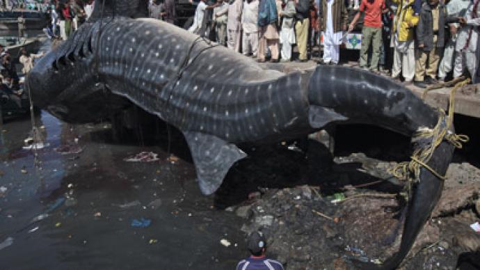 Lucky catch: 12-meter whale shark worth $18,760 (VIDEO) — RT News