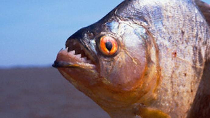 Piranha caught in Siberian river — RT News