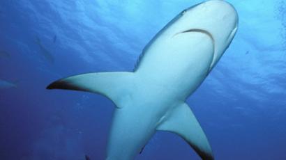 Hungry sharks cancel Russian surfing cup — RT Sport