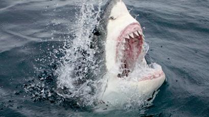 Jaws 2.0: Freak shark attacks in Russia's Far East — RT News
