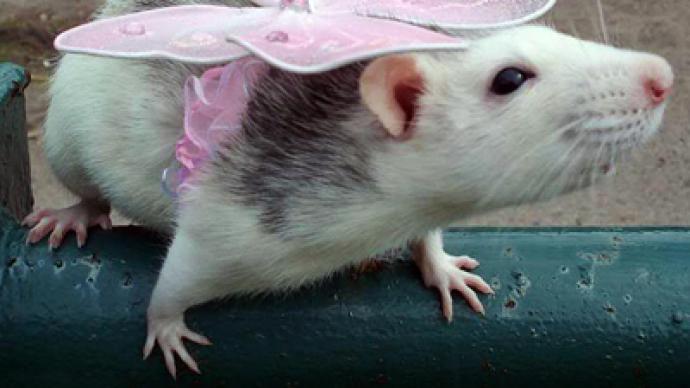 Irresistible rats: beauty rodent-style — RT News