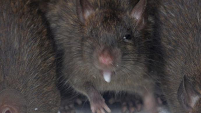 Rat race: Desperate city offers cell phone for every 60 rats nabbed ...